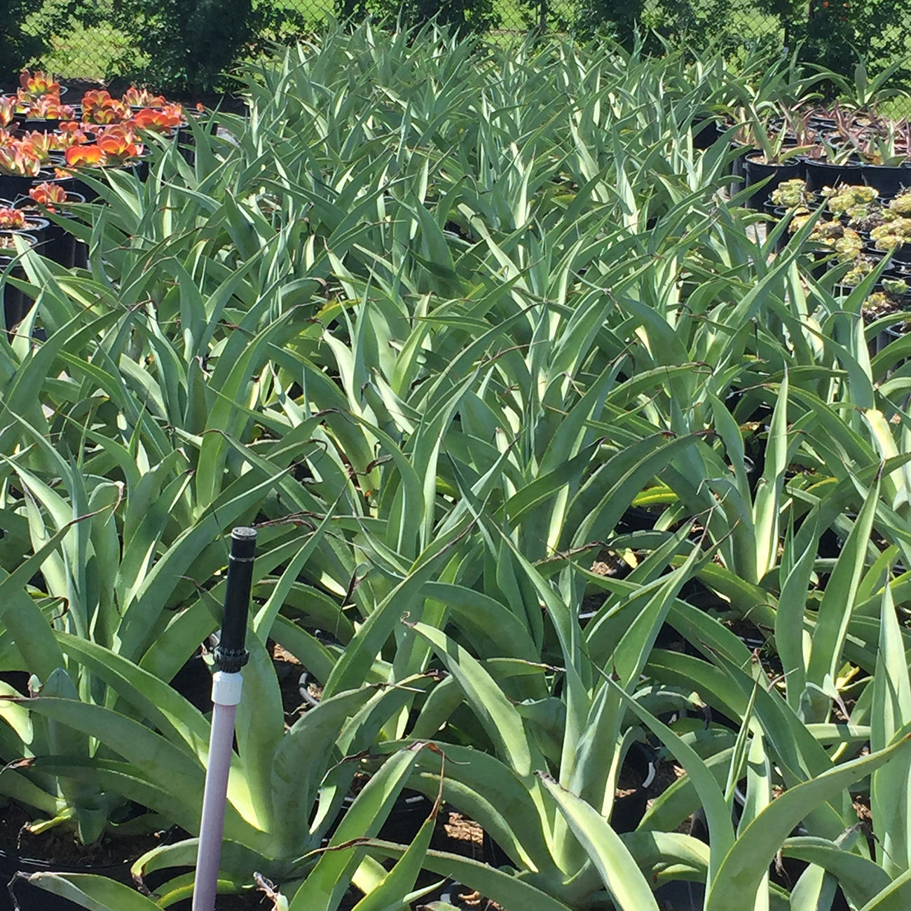 Plantasia Agave vilmoriniana - Octopus Agave | Landscape Architect