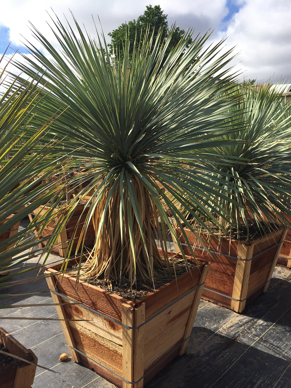 Plantasia Podocarpus Gracilior Column- 24" Box & 15 Gallon | Landscape ...